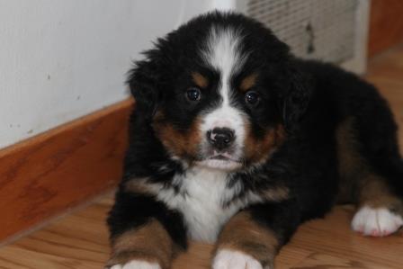 Bernese Mountain Dog Puppies, Bernese Mountain Puppies
