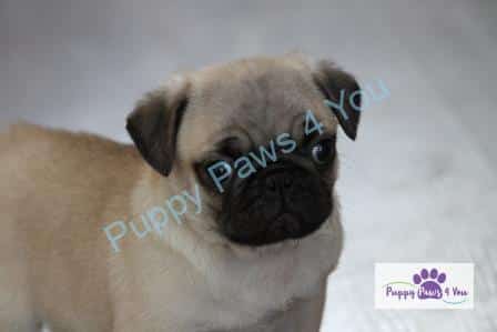 Pug Puppies For Sale, Loving AKC Pug Puppies For Sale In MN