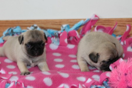 Pug Puppies for Sale, Pug Puppies for Sale in MN