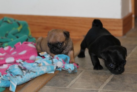Pug Puppies for Sale, Pug Puppies for Sale in MN
