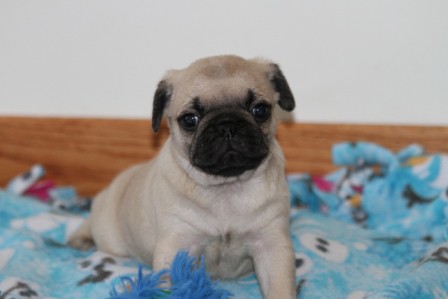Pug Puppies for Sale, Pug Puppies for Sale in MN
