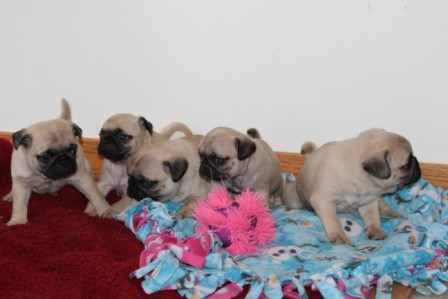 Pug Puppies for Sale, Pug Puppies for Sale in MN