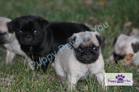 Pug Puppies For Sale, Loving AKC Pug Puppies For Sale In MN