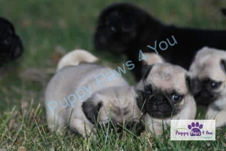 Pug Puppies For Sale, Loving AKC Pug Puppies For Sale In MN