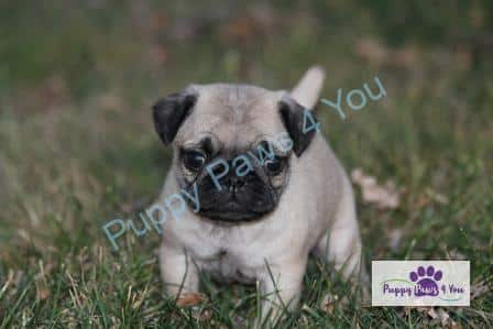 Pug Puppies For Sale, Loving AKC Pug Puppies For Sale In MN