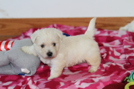 Westie Puppies for Sale, Westie Puppies for Sale MN