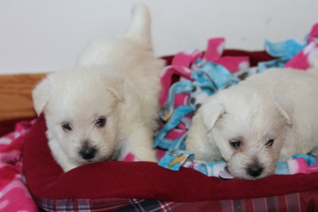 Westie Puppies for Sale, Westie Puppies for Sale MN