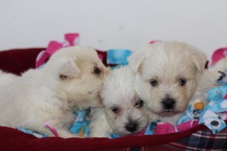 Westie Puppies for Sale, Westie Puppies for Sale MN