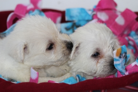 Westie Puppies for Sale, Westie Puppies for Sale MN