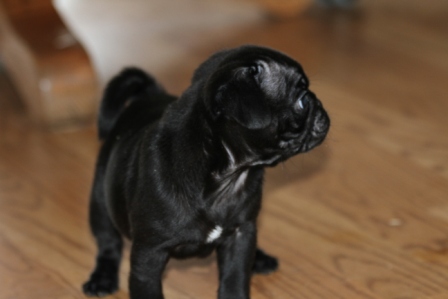 Pug Puppies for Sale, Pug Puppies for Sale in MN