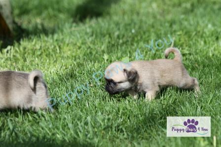 Pug Puppies For Sale, Loving AKC Pug Puppies For Sale In MN