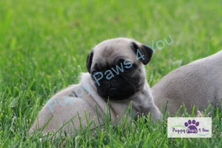 Pug Puppies For Sale, Loving AKC Pug Puppies For Sale In MN