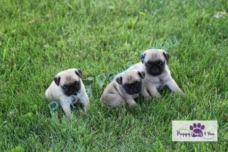 Pug Puppies For Sale, Loving AKC Pug Puppies For Sale In MN