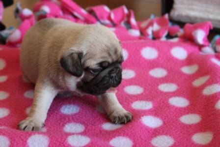 Pug Puppies for Sale, Pug Puppies for Sale in MN