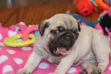 Pug Puppies for Sale, Pug Puppies for Sale in MN