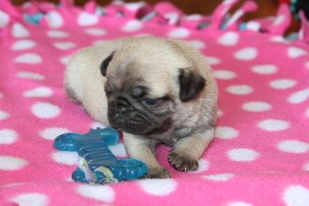 Pug Puppies for Sale, Pug Puppies for Sale in MN