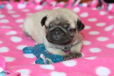 Pug Puppies for Sale, Pug Puppies for Sale in MN