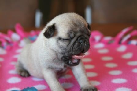 Pug Puppies for Sale, Pug Puppies for Sale in MN