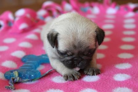 Pug Puppies for Sale, Pug Puppies for Sale in MN