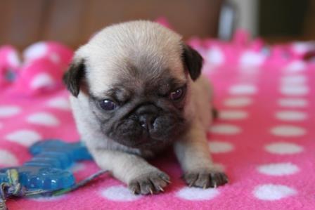 Pug Puppies for Sale, Pug Puppies for Sale in MN