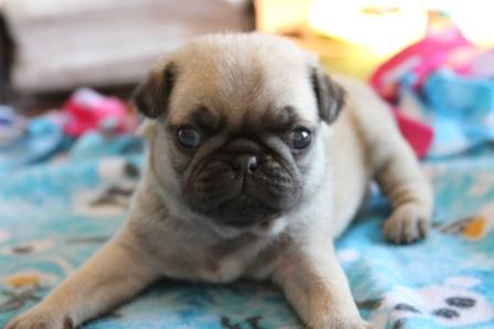 Pug Puppies for Sale, Pug Puppies for Sale in MN