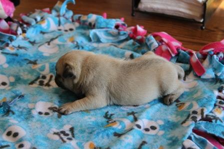 Pug Puppies for Sale, Pug Puppies for Sale in MN