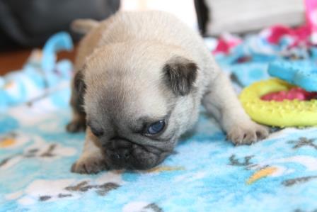 Pug Puppies for Sale, Pug Puppies for Sale in MN
