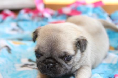 Pug Puppies for Sale, Pug Puppies for Sale in MN