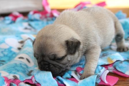 Pug Puppies for Sale, Pug Puppies for Sale in MN