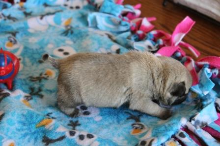 Pug Puppies for Sale, Pug Puppies for Sale in MN