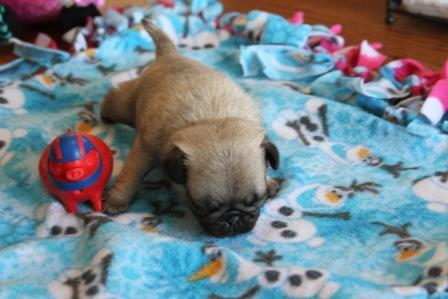 Pug Puppies for Sale, Pug Puppies for Sale in MN