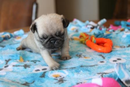Pug Puppies for Sale, Pug Puppies for Sale in MN