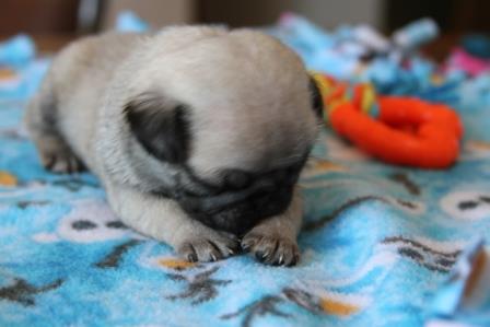 Pug Puppies for Sale, Pug Puppies for Sale in MN