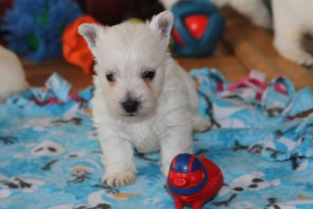 Westie Puppies for Sale, Westie Puppies for Sale MN