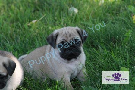 Pug Puppies For Sale, Loving AKC Pug Puppies For Sale In MN