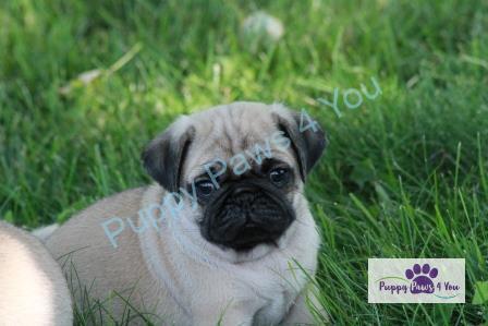 Pug Puppies For Sale, Loving AKC Pug Puppies For Sale In MN