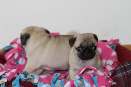 Pug Puppies for Sale, Pug Puppies for Sale in MN