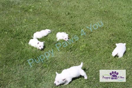 Westie Puppies - Puppy Paws 4 You