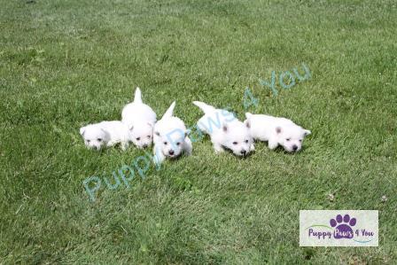 Westie Puppies - Puppy Paws 4 You