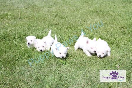 Westie Puppies - Puppy Paws 4 You