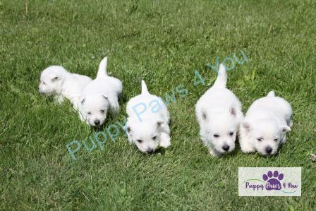 Westie Puppies - Puppy Paws 4 You