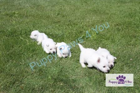 Westie Puppies - Puppy Paws 4 You