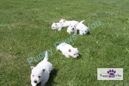 Westie Puppies - Puppy Paws 4 You