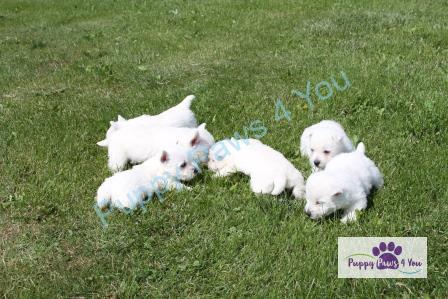 Westie Puppies - Puppy Paws 4 You