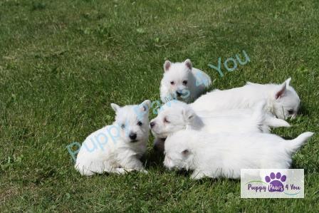 Westie Puppies - Puppy Paws 4 You