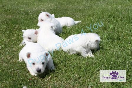 Westie Puppies - Puppy Paws 4 You