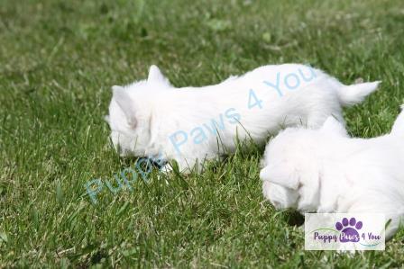 Westie Puppies - Puppy Paws 4 You