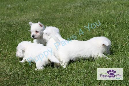 Westie Puppies - Puppy Paws 4 You