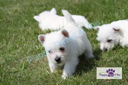 Westie Puppies - Puppy Paws 4 You