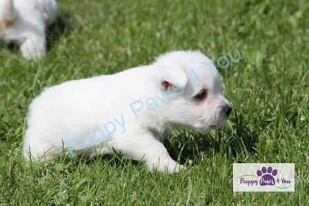 Westie Puppies - Puppy Paws 4 You